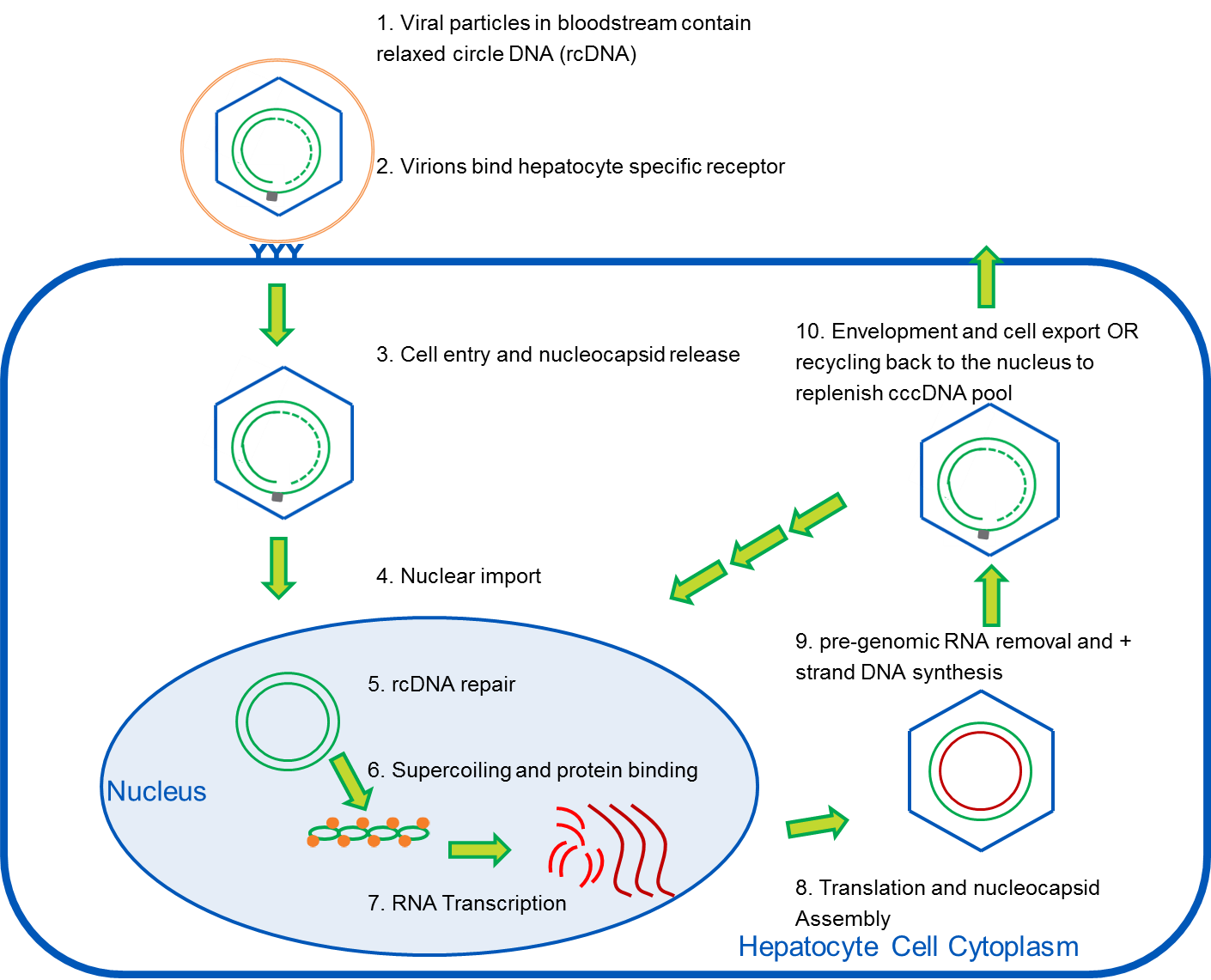 cccDNA and HBV: New Testing Methods May Allow for Earlier, Non-Invasive ...