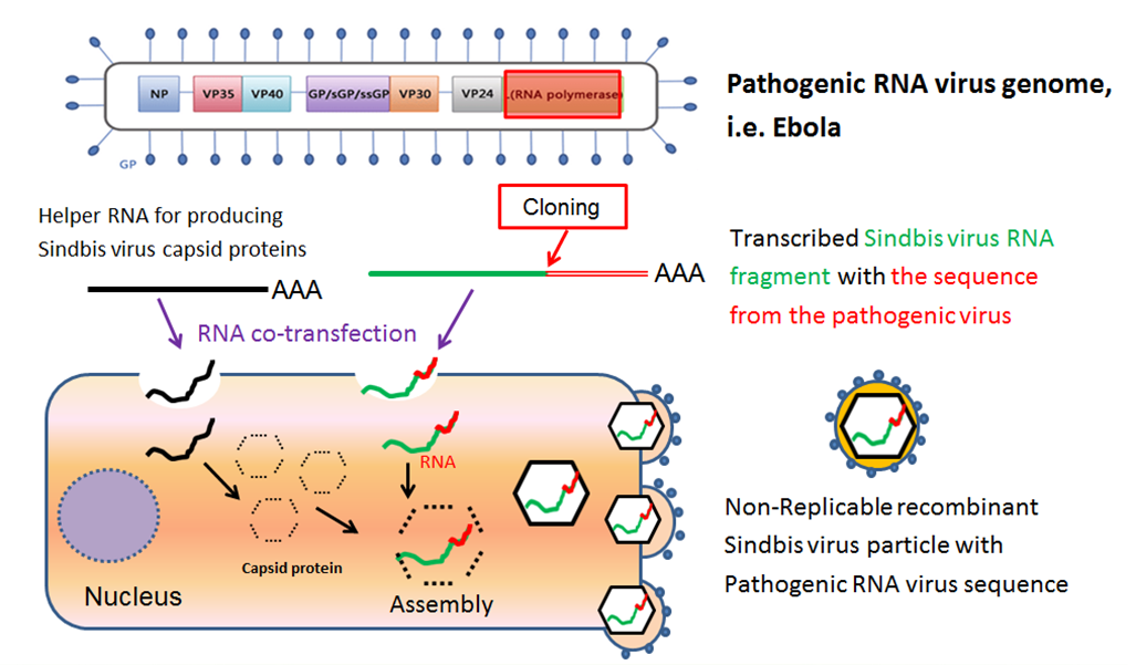Ebola Outbreak 2018: Diagnostics Again are Essential to Minimize Spread ...